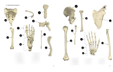 Individual Bone Recognition Diagram Quizlet