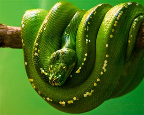 50 Python Wallpapers WallpaperSafari