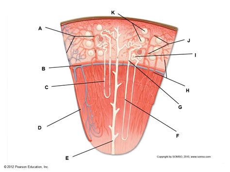 nephron 2 diagram quizlet