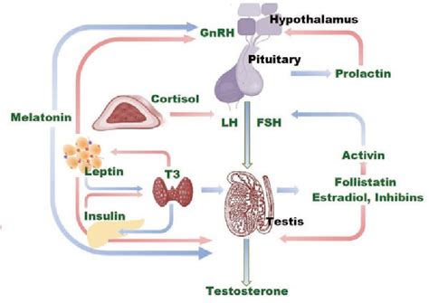Figure 1 From Male Reproductive Hormones And Semen Quality Semantic