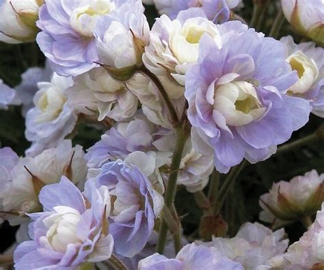 Geranium x pratense ‘Summer Skies’: A Blooming Delight – Must Have ...
