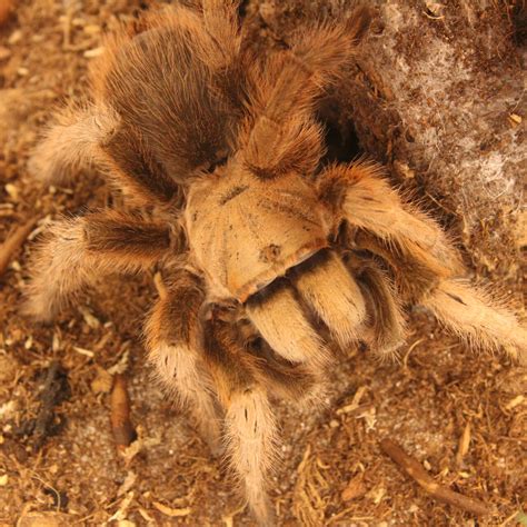 Aphonopelma Chalcodes Arachnoboards
