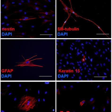 Cell Differentiation From Human HAP Stem Cell Colonies Produced From Download Scientific