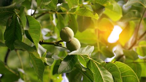 Squirrels Pecans And Moving Forward Archetype Health