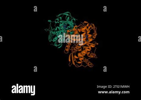 Crystal Structure Of Human Cyp7a1 Dimer Animated 3d Cartoon And