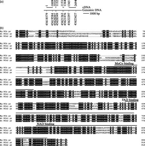 The Gene And Amino Acid Sequence Of Nitrate Reductase Nia From