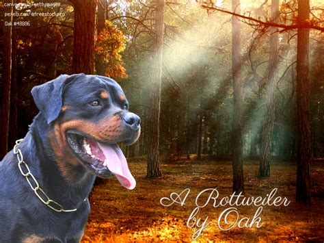 Rottweiler By Designsbyoak On Deviantart