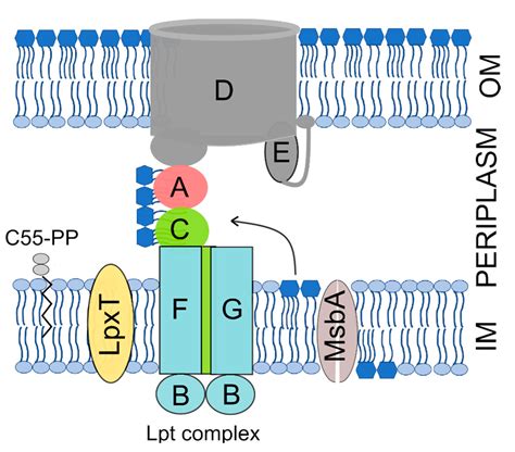 Bacterial Cell Endotoxins Location