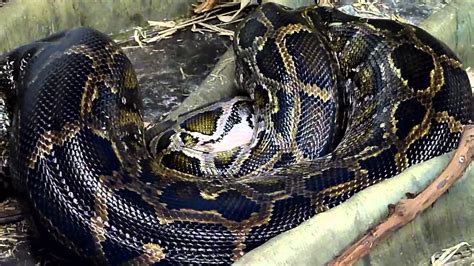 Python Eats A Bunny 3 Youtube
