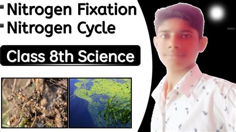 Nitrogen Fixation And Nitrogen Cycle Class 8 Science Chapter 2