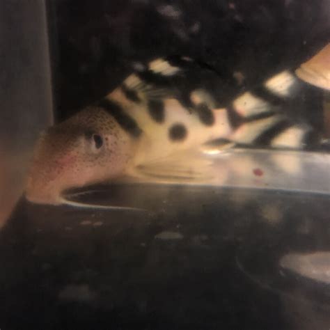 Synodontis Decorus Catfish For Sale Exotic Fish Shop Call 774 400 4598