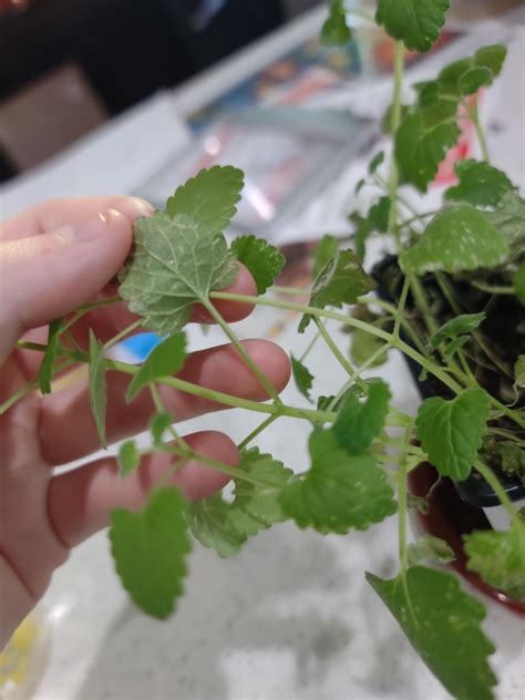 White Spots On Catnip Plant R Plantclinic