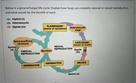 Solved Below Is A General Fungal Life Cycle Explain How