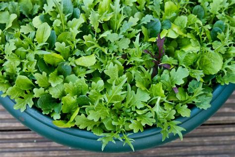 Shallow Roots Vegetables 15 Types Of Root Vegetables