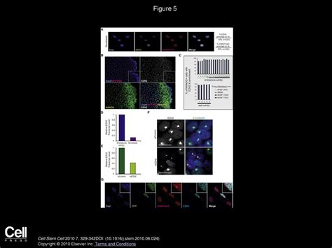 Female Human Ipscs Retain An Inactive X Chromosome Ppt Download