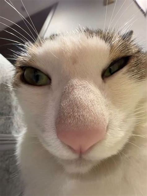 Cat Cutee Funny Looking Cats Silly Cats Cute Cats