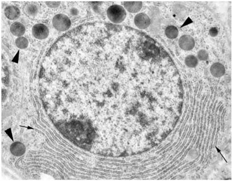 Cytology Veterian Key