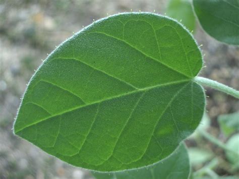 Partes De Una Hoja Y Sus Funciones Resumen
