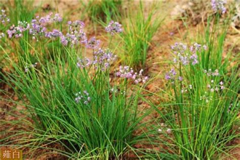 Effect And Function Of Allium Macrostemon The Plant Aide