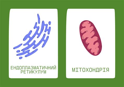 Флеш картки Клітини рослини