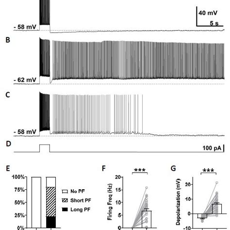 Carbachol Dependent Persistent Firing In Mice Ca1 Pyramidal Cells A Download Scientific