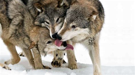 Download A Pair Of Cute Loving Wolves Enjoying An Intimate Moment Wallpaper