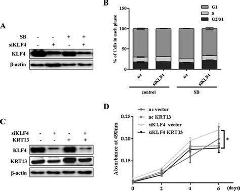 Klf4 And Krt13 Are Required For Sb Induced Cell Cycle Arrest A Download Scientific Diagram
