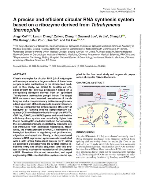 Pdf A Precise And Efficient Circular Rna Synthesis System Based On A Ribozyme Derived From