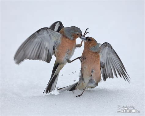 Fringilla Coelebs Pictures Chaffinch Images Nature Wildlife Photos Naturephoto