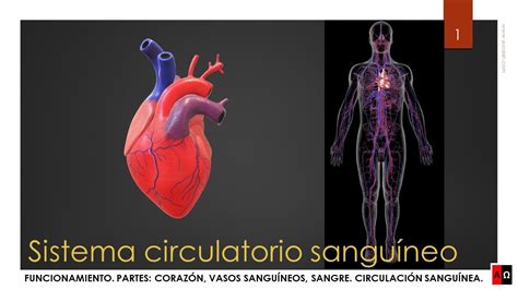 Sistema Circulatorio Partes Corazón