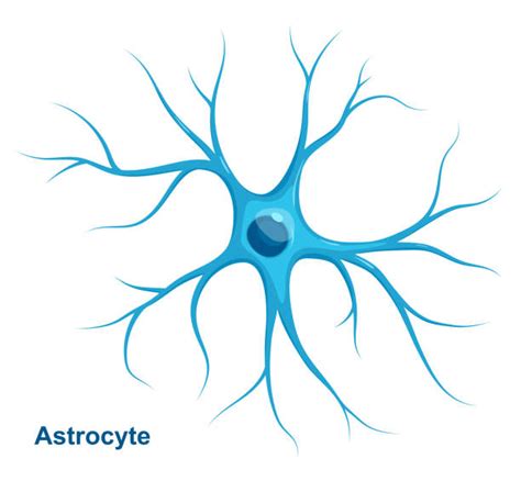 Astrocyte