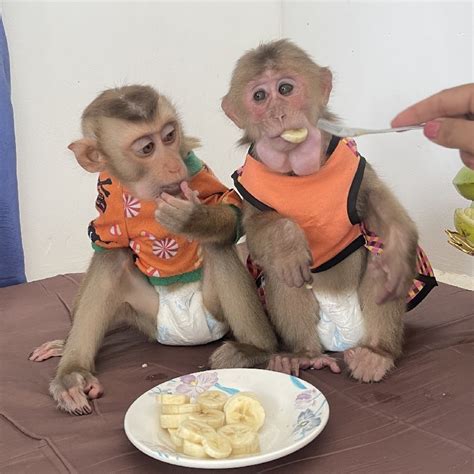 Monkey Bryan Youtube