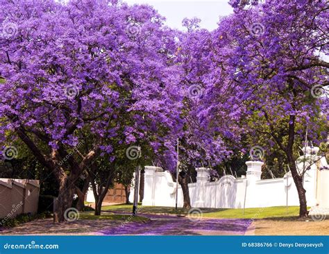 Rua Do Jacaranda Vibrante Violeta Bonito Na Flor Mola Dentro Foto De