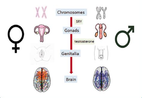 Research On Differences In Sexual Orientation And Identity Aids Reviews