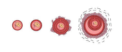 Ovulation Understanding Ovulation To Get Pregnant