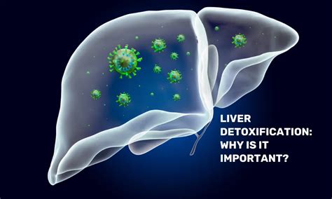 Liver Detoxification Why Is It Important Healthstory