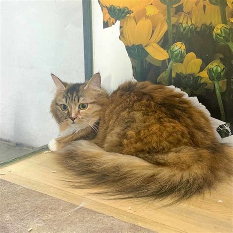 페르시안쿠키 고양이책임분양 인천고양이분양 수원고양이분양 서울고양이분양 대전고양이분양 평택고양이분양 시흥고양이분양