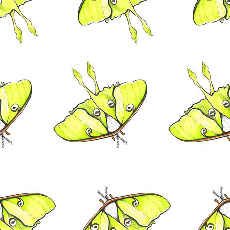 Luna Moth Behance