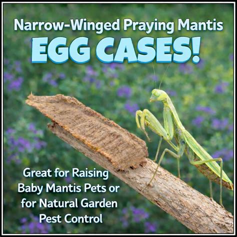 Praying Mantis Egg Case Ootheca Narrow Wing