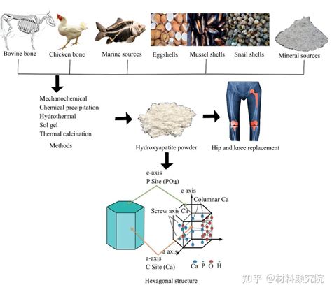 羟基磷灰石的来源那么多，为啥选“贝壳”？ 知乎