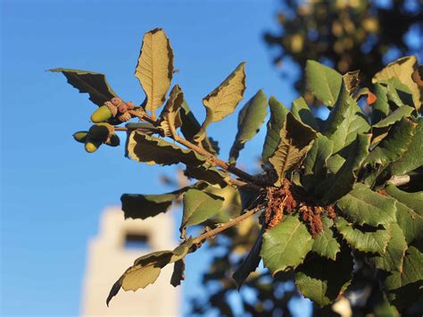 Quercus Rugosa Netleaf Oak Trees Of Stanford And Environs