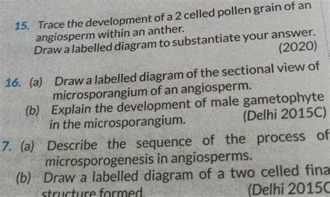 Trace The Development Of A 2 Celled Pollen Grain Of An Angiosperm Within