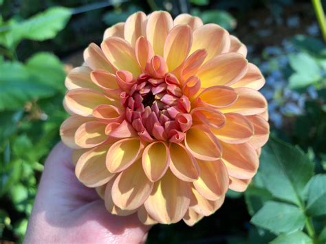 Larks Ebbe Dahlia Tuber Evelyns Garden And Nursery