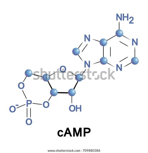 Adenosine Monophosphate Amp Over 94 Royalty Free Licensable Stock Illustrations And Drawings