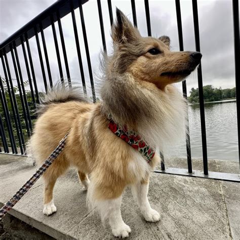 Small And Ball Rsheltie