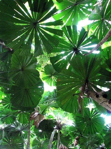Licuala Ramsayi Palmpedia Palm Growers Guide