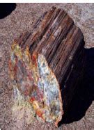 Types Of Fossils Science Fr Formative Next Week Flashcards Quizlet