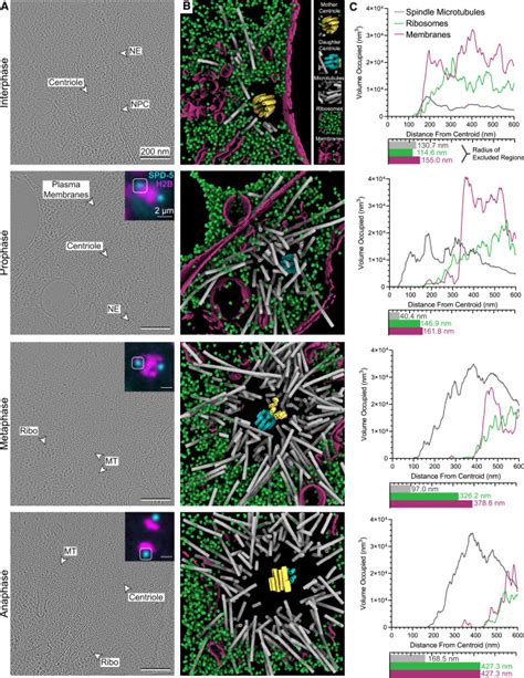 Molecular Architectures Of Centrosomes In C Elegans Embryos Visualized By Cryo Electron