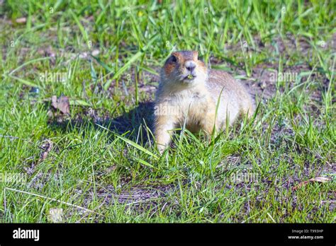 Do Pocket Gophers Hibernate At John Keys Blog