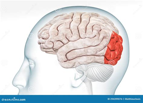 Cerebral Cortex Occipital Lobe In Red Color Profile View With Body Isolated On White Background